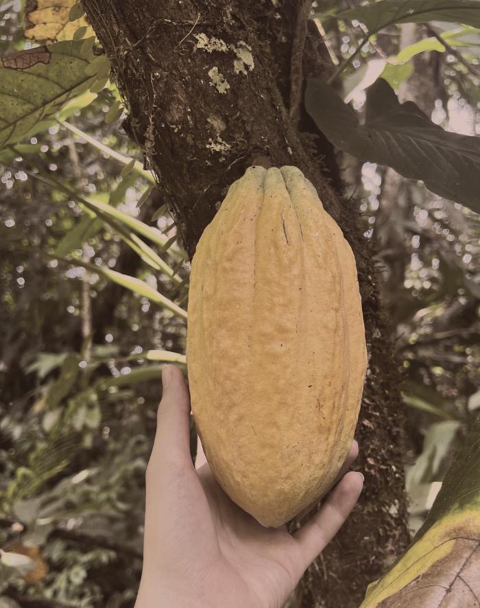 Collections – Mindo Chocolate Makers